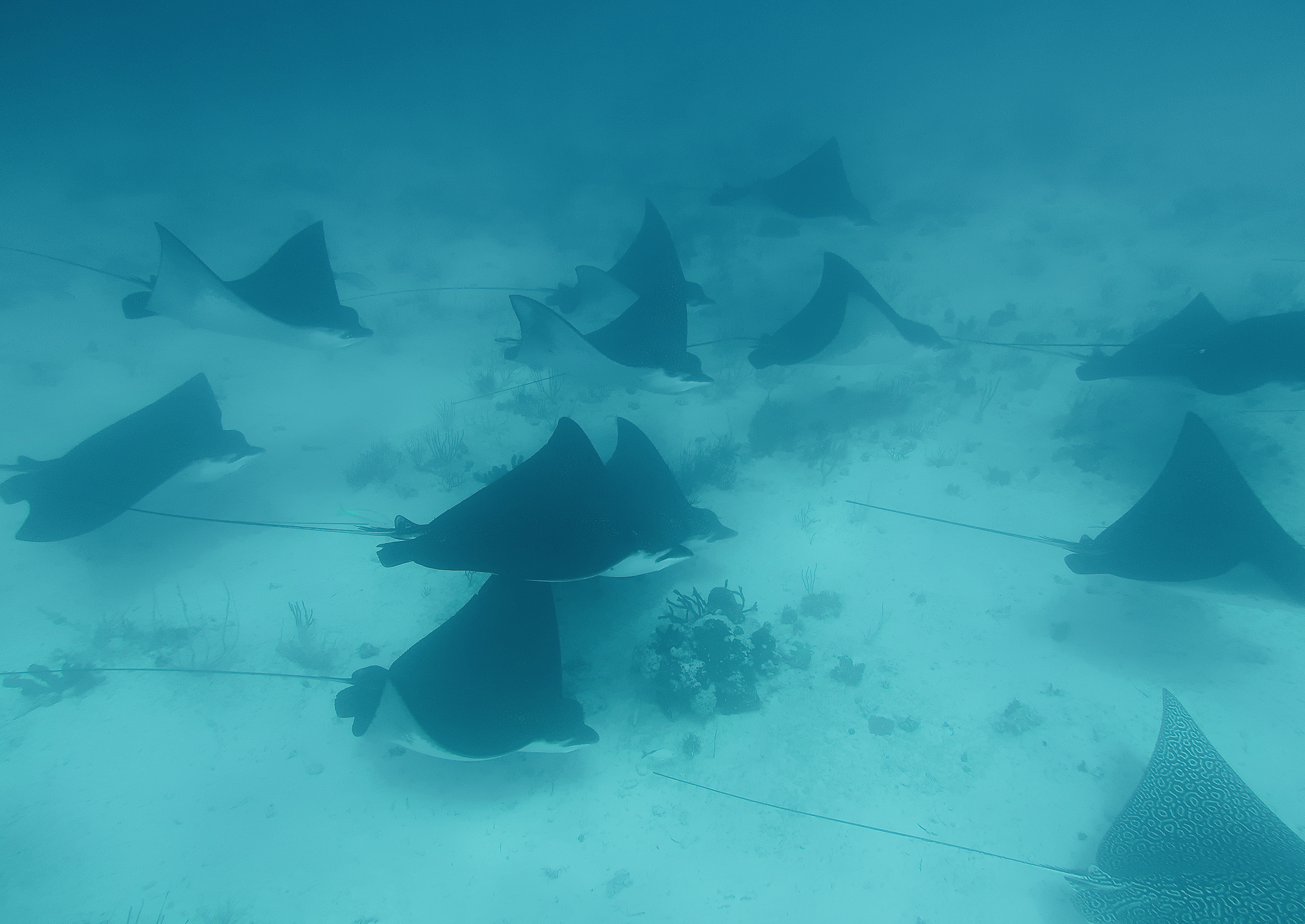 The Land and Sea Park | Captain's Log