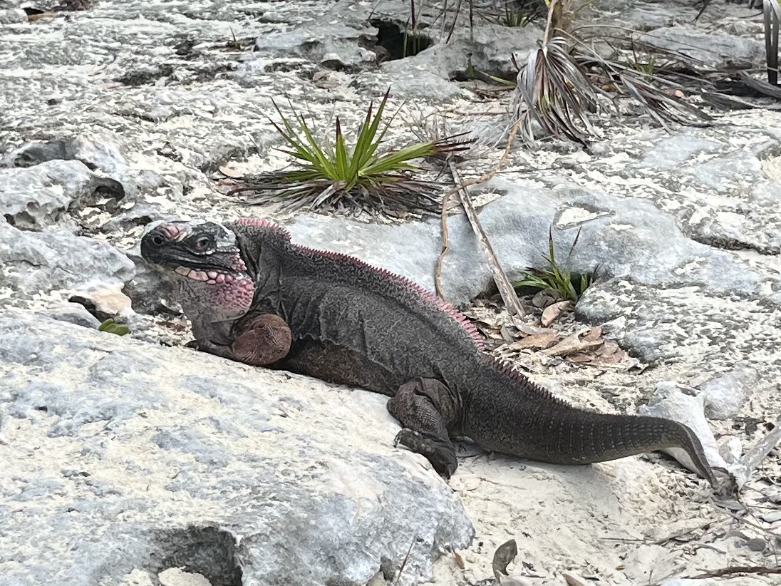 Introducing The Exumas | Captain's Log